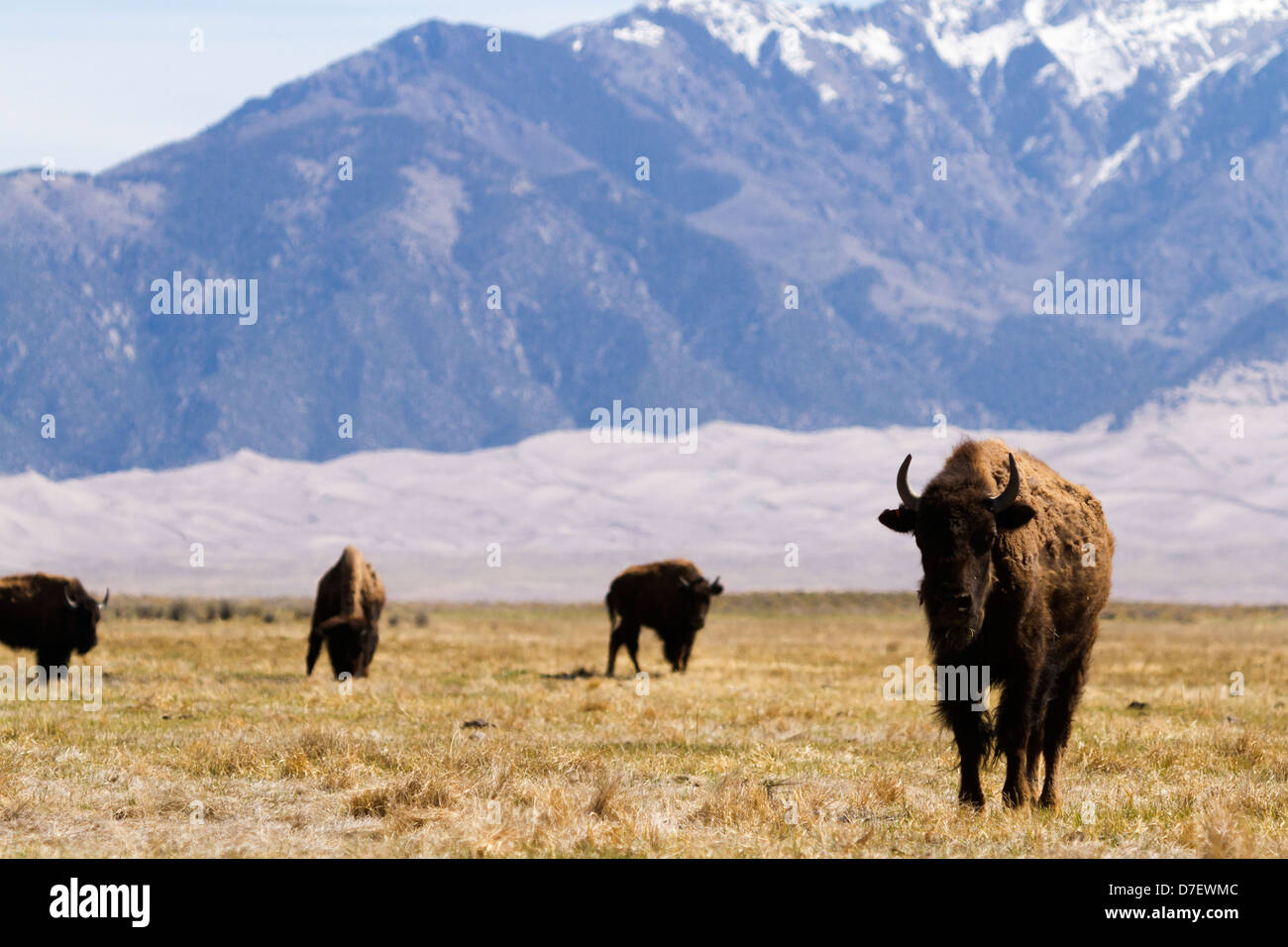 Buffalo ranch on Midwest Stock Photo - Alamy