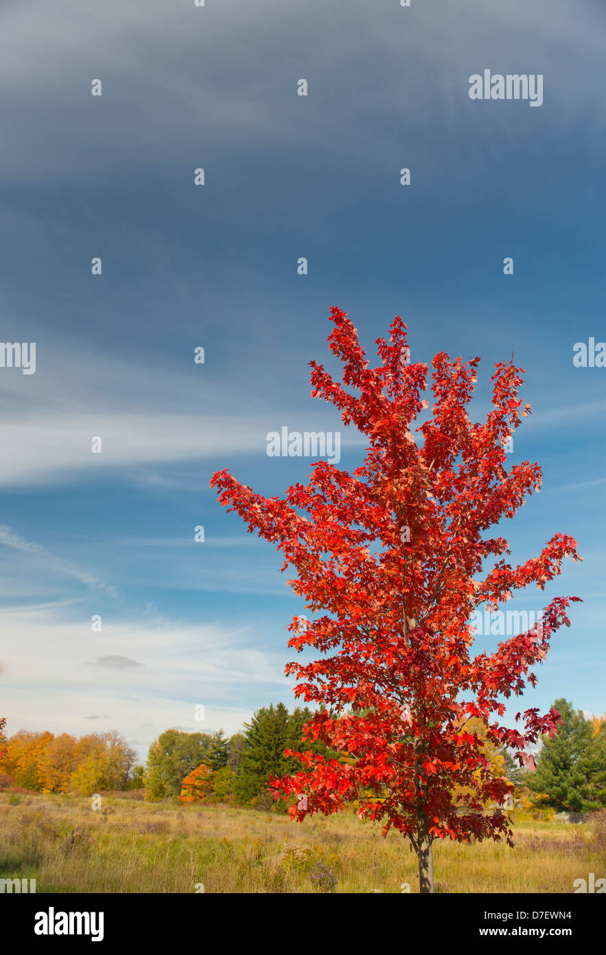 Changing leaves maple tree hi-res stock photography and images - Alamy
