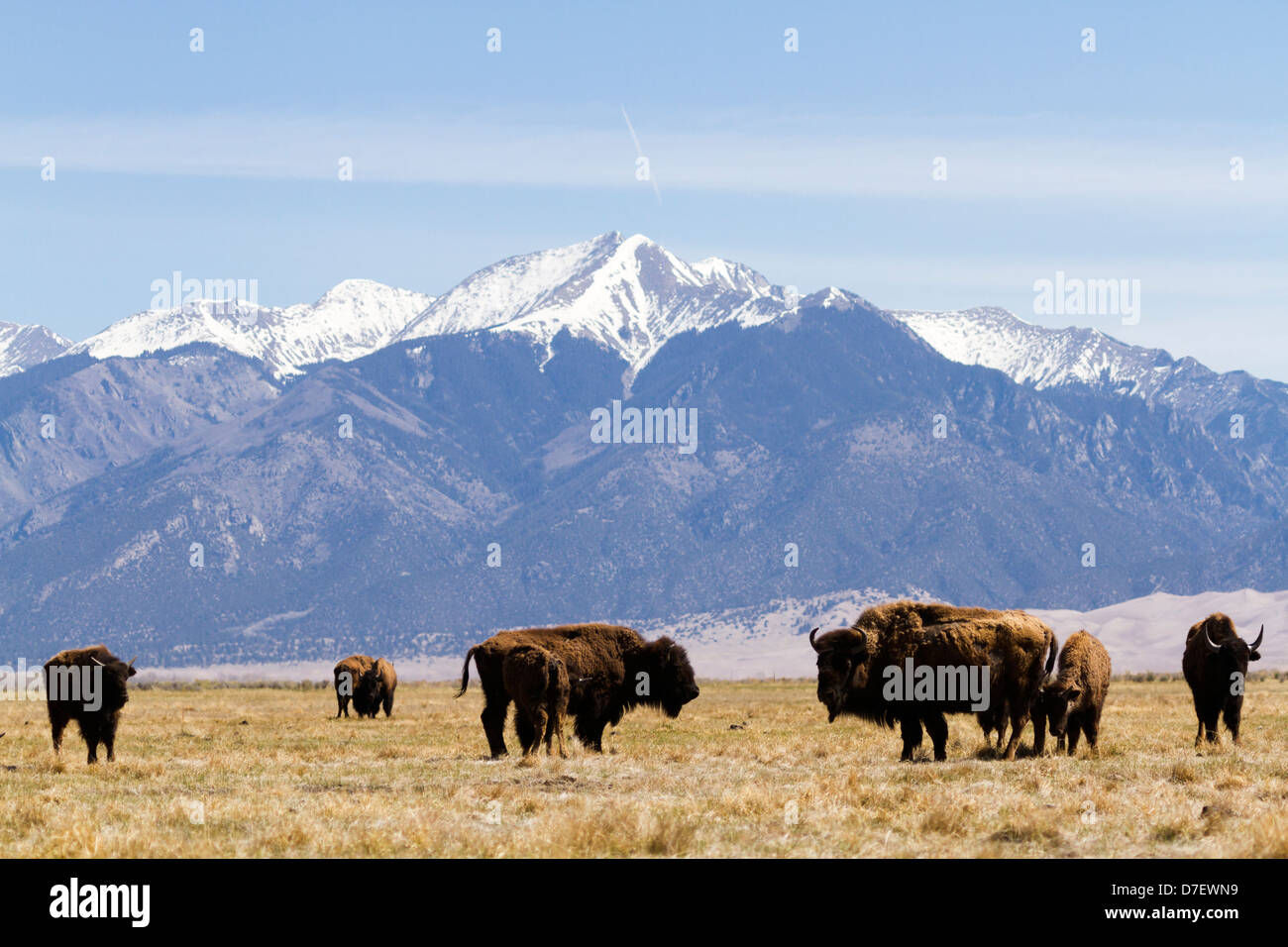 Buffalo ranch on Midwest Stock Photo - Alamy