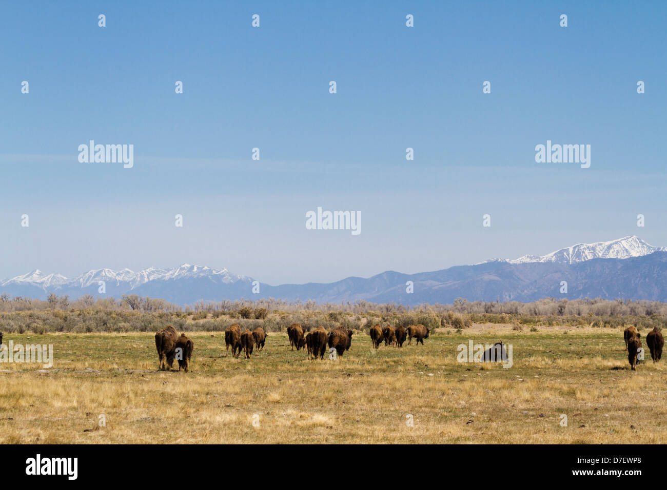 Buffalo ranch on Midwest Stock Photo - Alamy