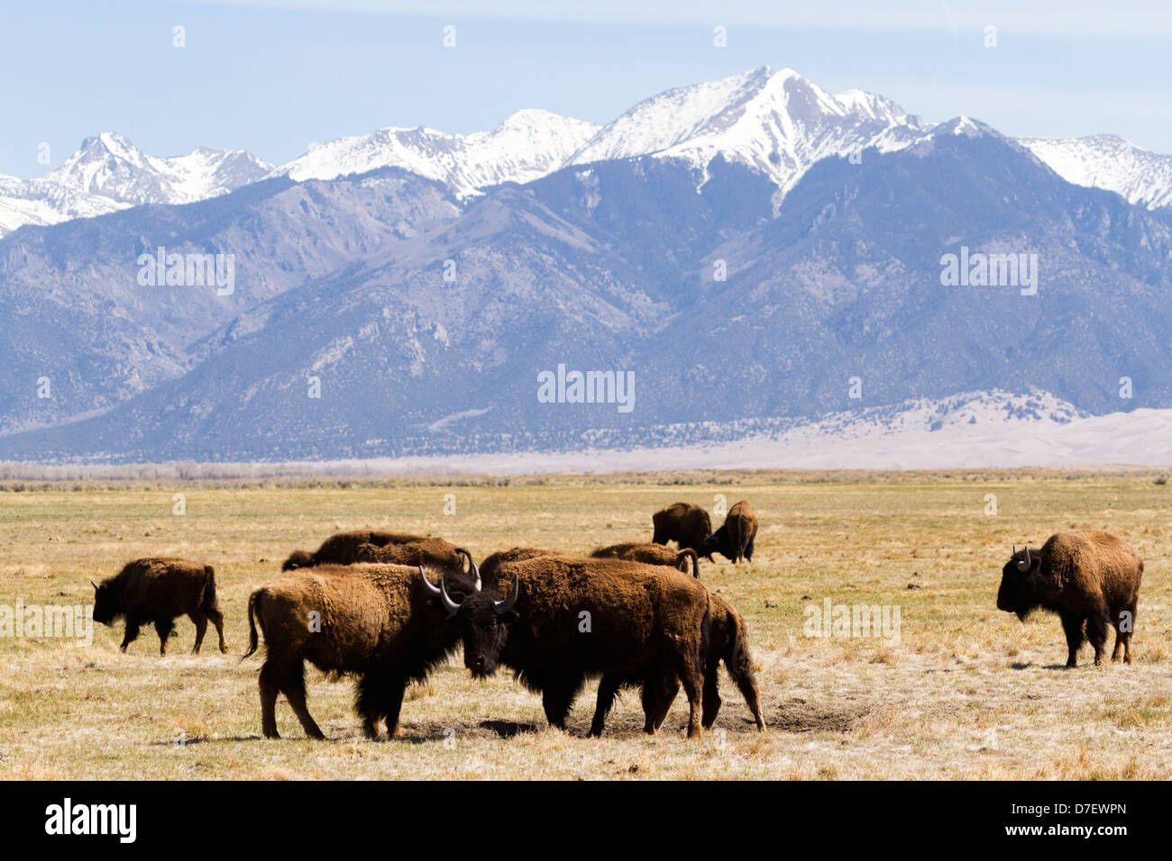 Buffalo peaks ranch colorado hi-res stock photography and images - Alamy
