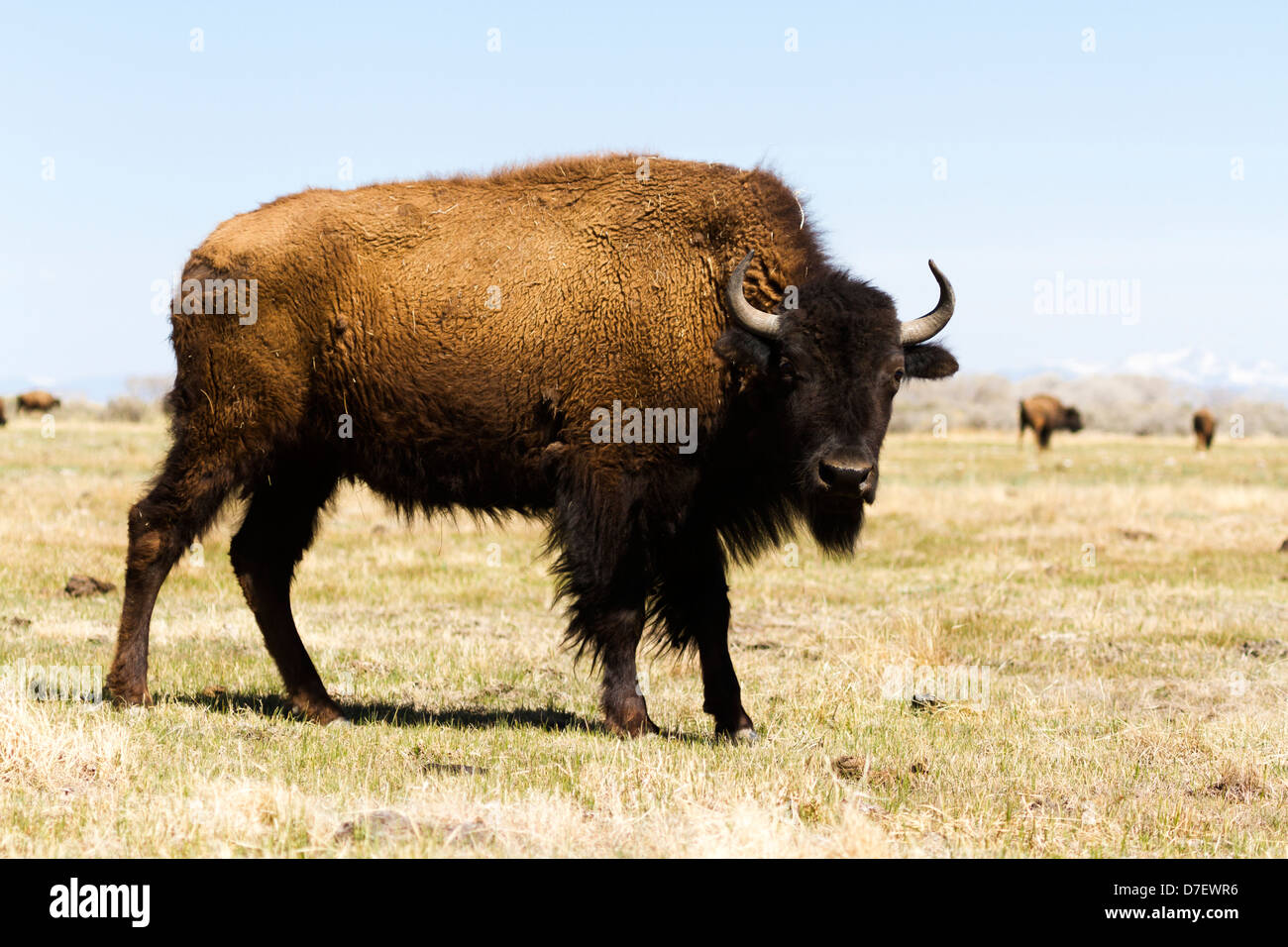 Buffalo ranch on Midwest Stock Photo - Alamy
