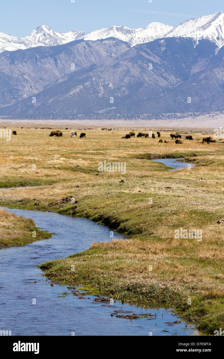 Buffalo ranch on Midwest Stock Photo - Alamy