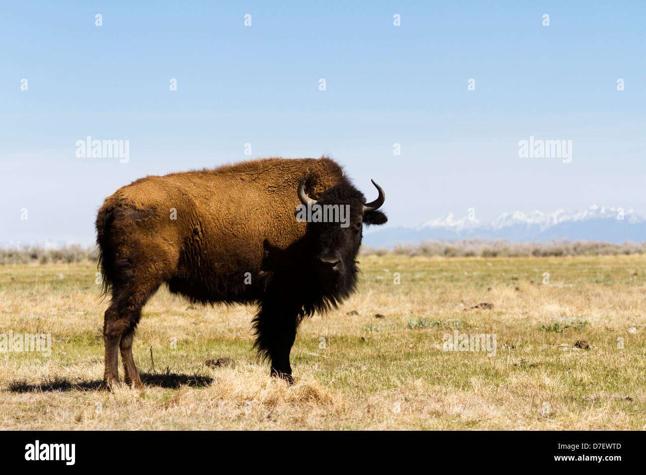 Buffalo ranch on Midwest Stock Photo - Alamy