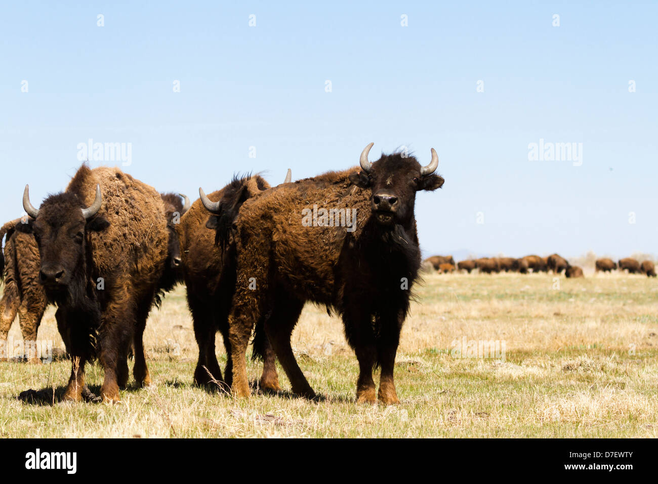 Buffalo ranch on Midwest Stock Photo - Alamy