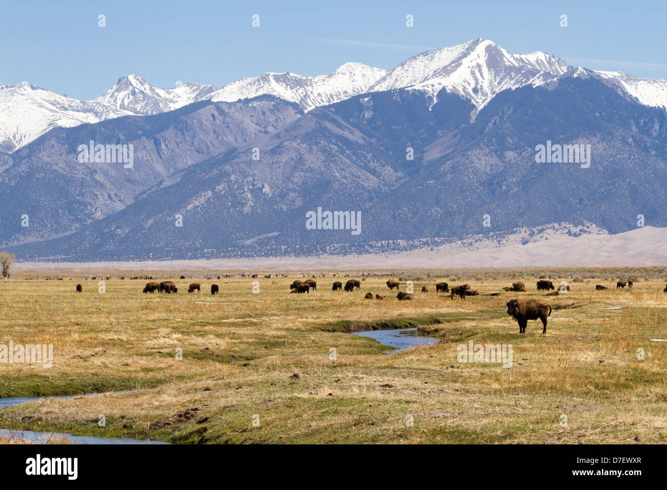 Buffalo ranch on Midwest Stock Photo - Alamy