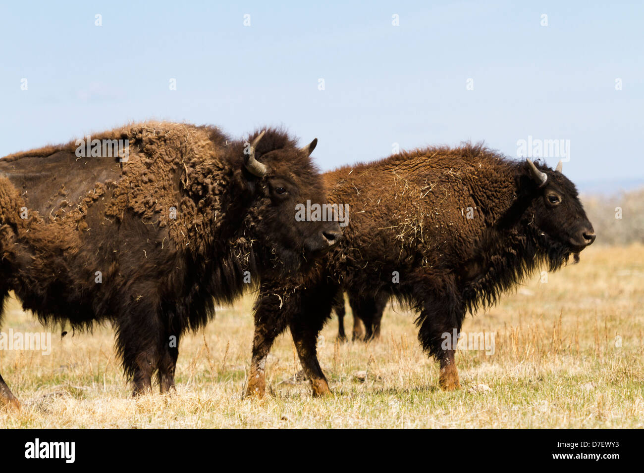 Buffalo ranch on Midwest Stock Photo - Alamy
