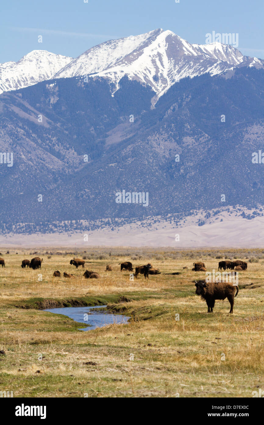 Buffalo ranch on Midwest Stock Photo - Alamy