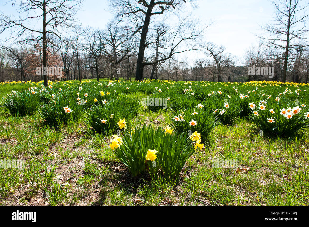 Morton Arboretum Stock Photos & Morton Arboretum Stock Images - Alamy