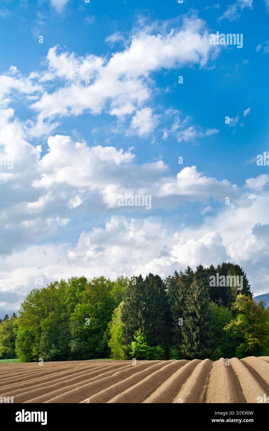 Scenic landscape with field planted with potatoes. Slovenian ...