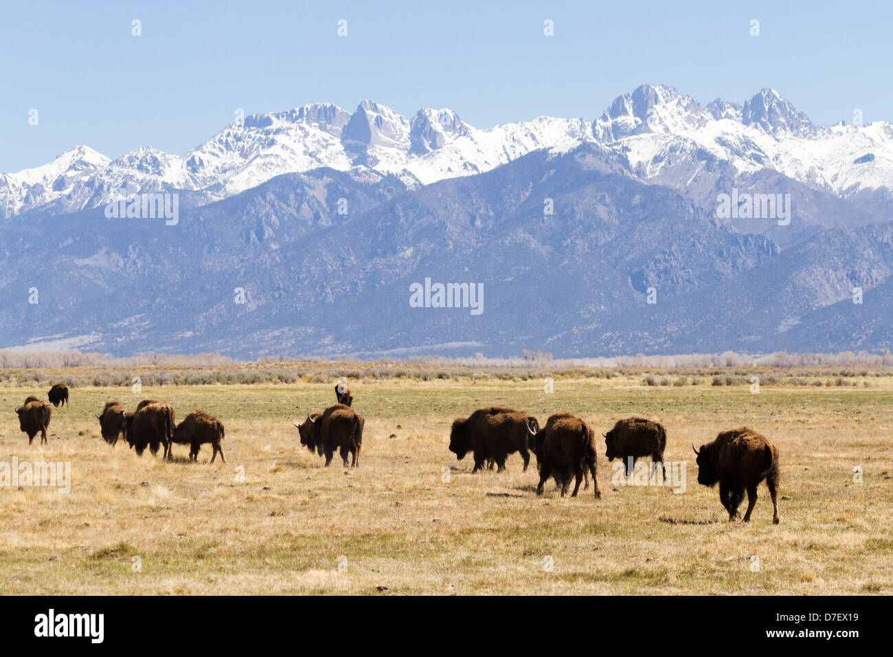 Buffalo peaks ranch colorado hi-res stock photography and images - Alamy
