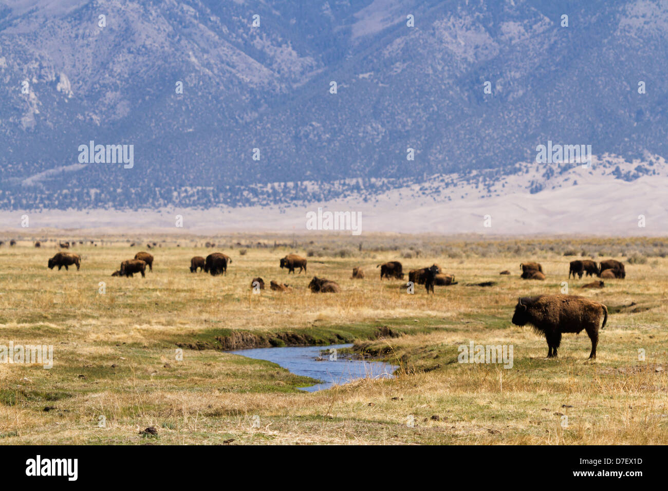 Buffalo ranch on Midwest Stock Photo - Alamy