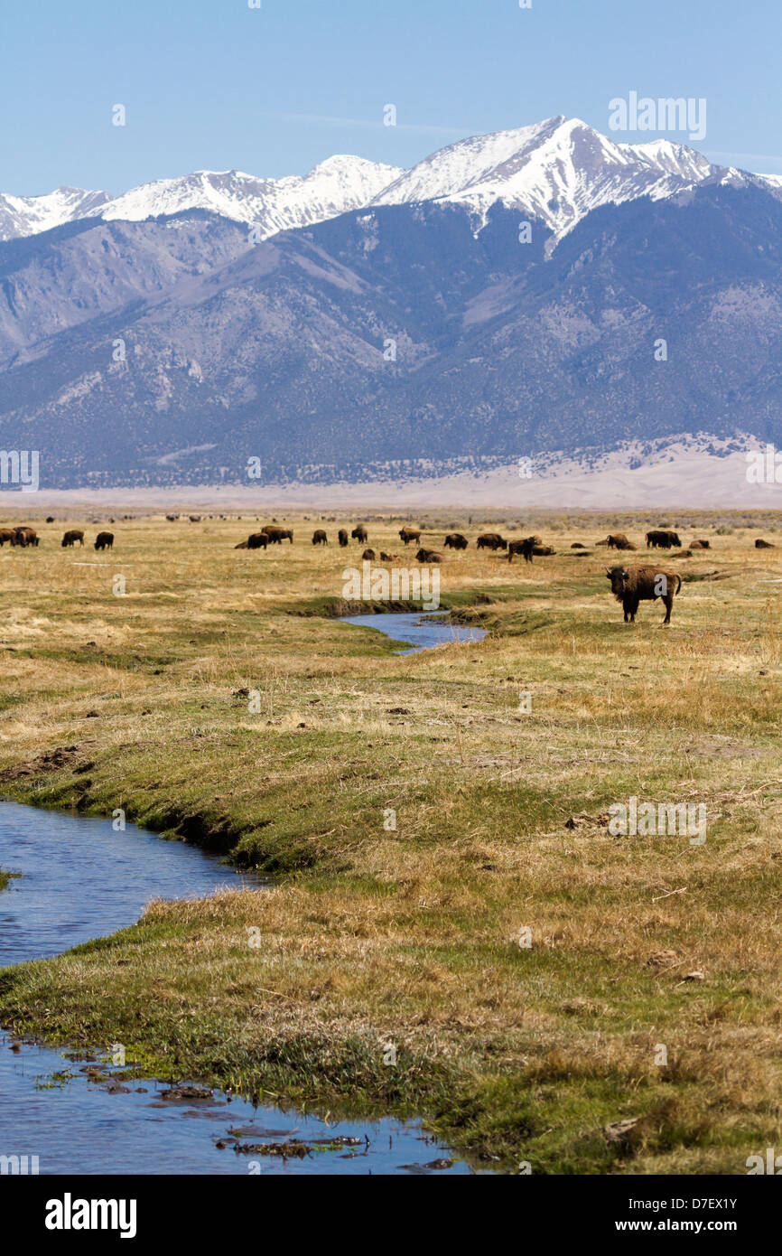 Buffalo ranch on Midwest Stock Photo - Alamy