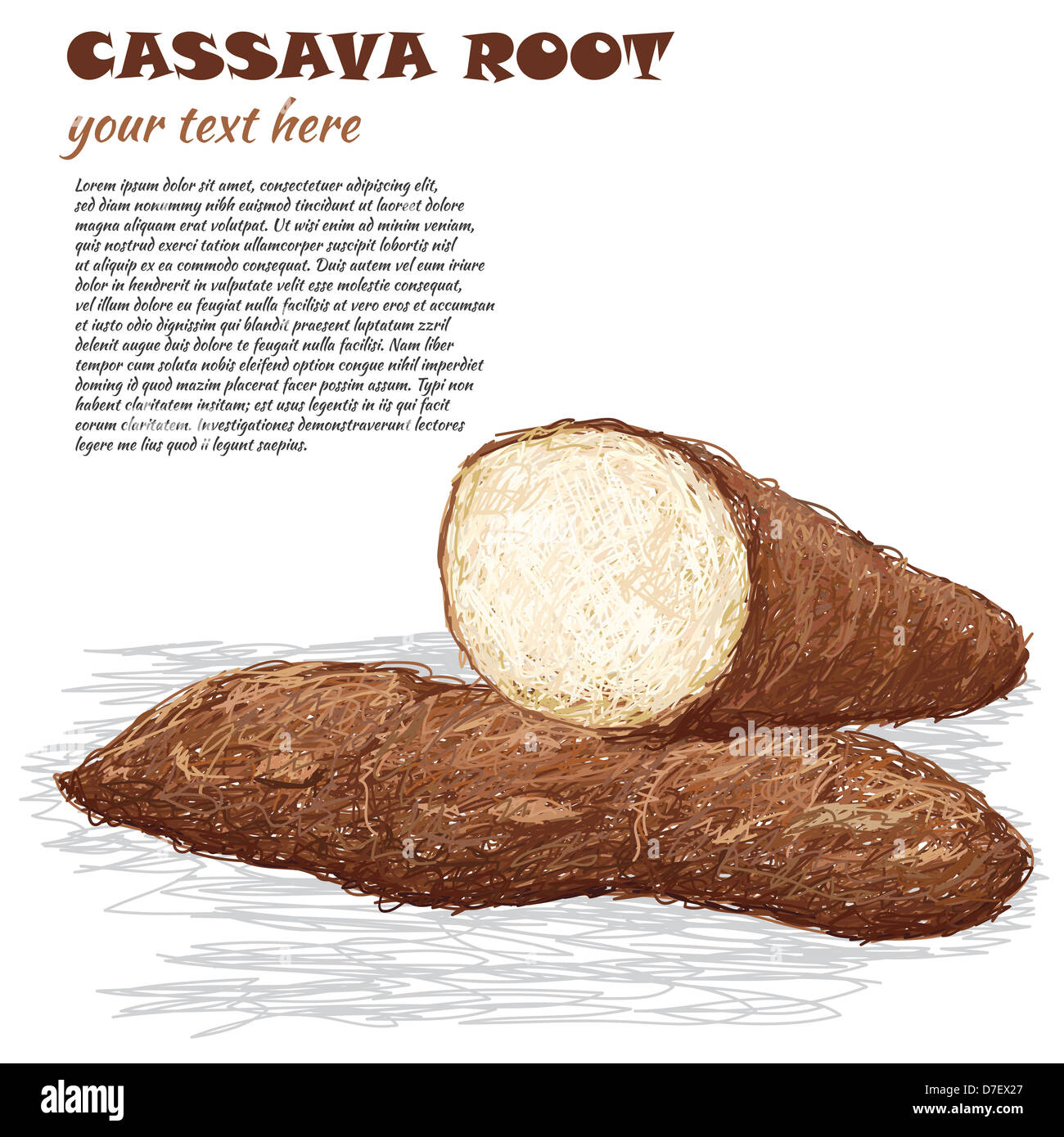 closeup illustration of raw cassava root isolated in white background ...