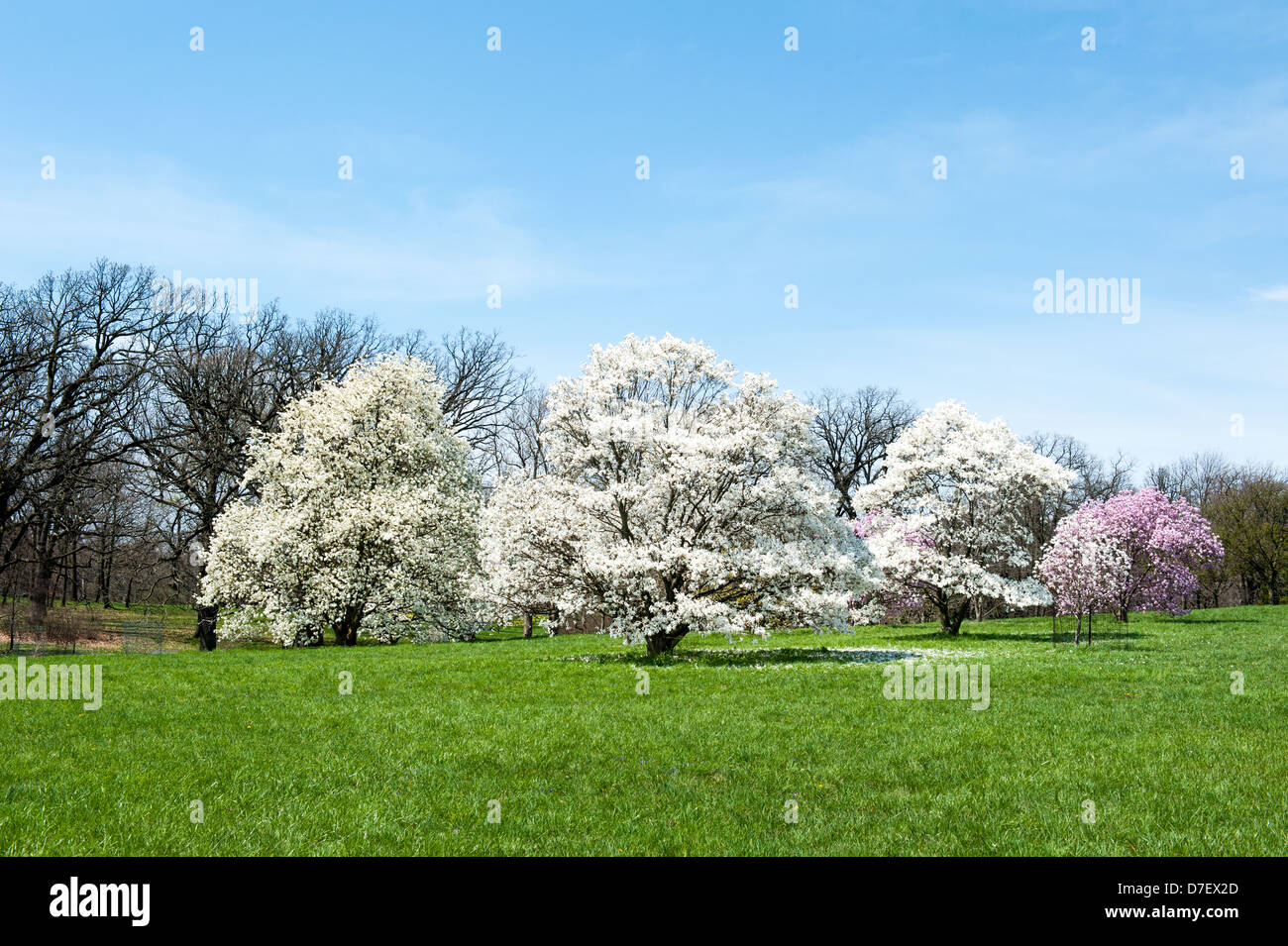 Star magnolia trees in bloom at Morton Arboretum in Lisle, IL Stock ...