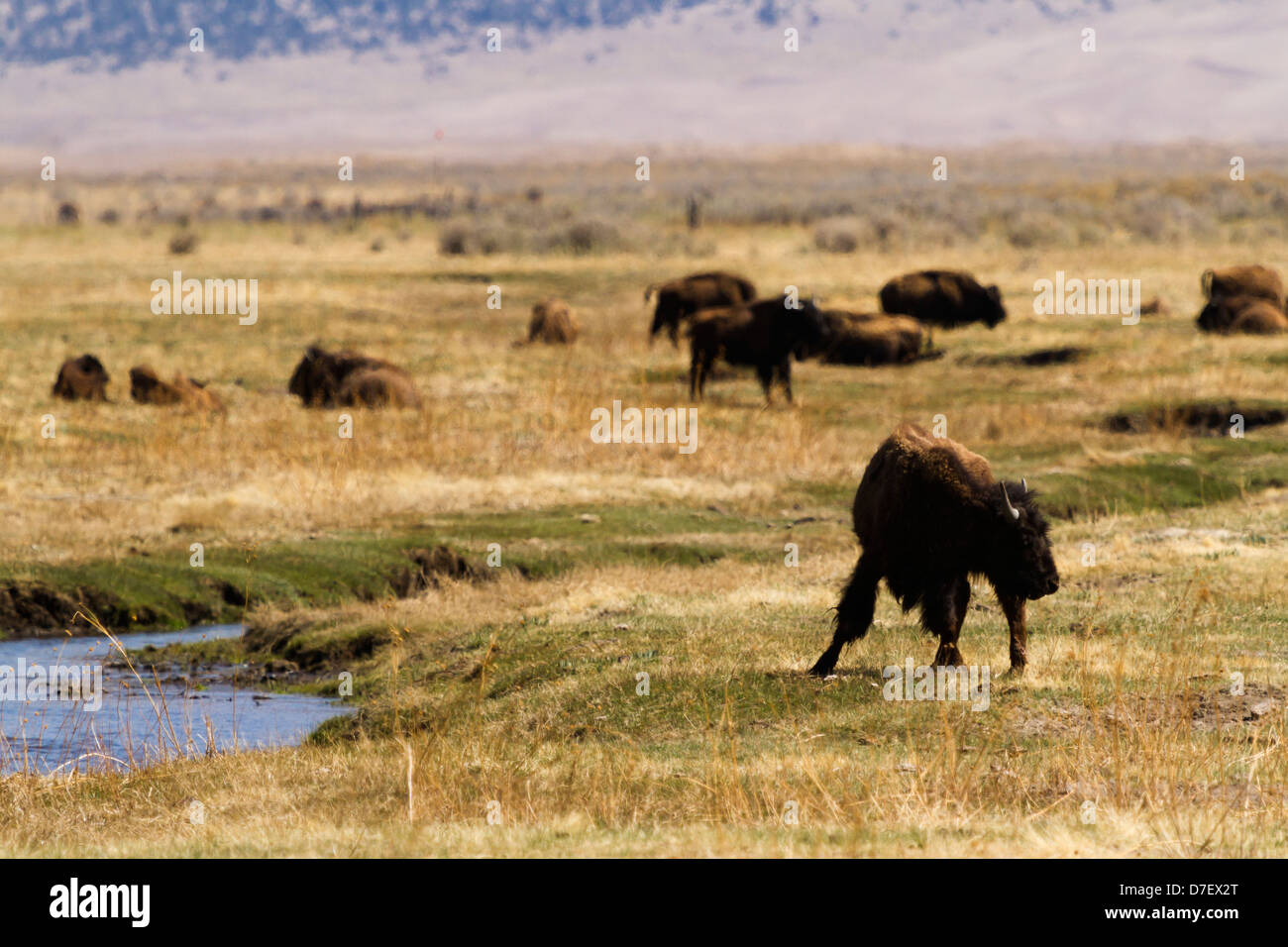 Buffalo peaks ranch hi-res stock photography and images - Alamy