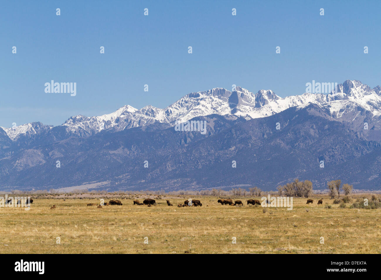 Buffalo ranch on Midwest Stock Photo - Alamy