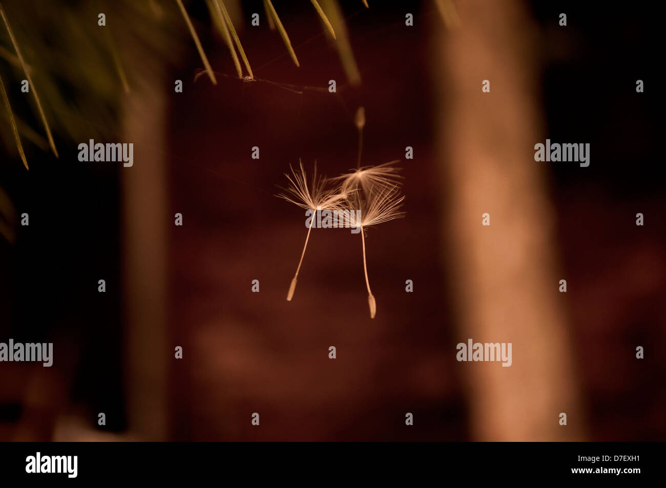 Airborne seeds hi-res stock photography and images - Alamy