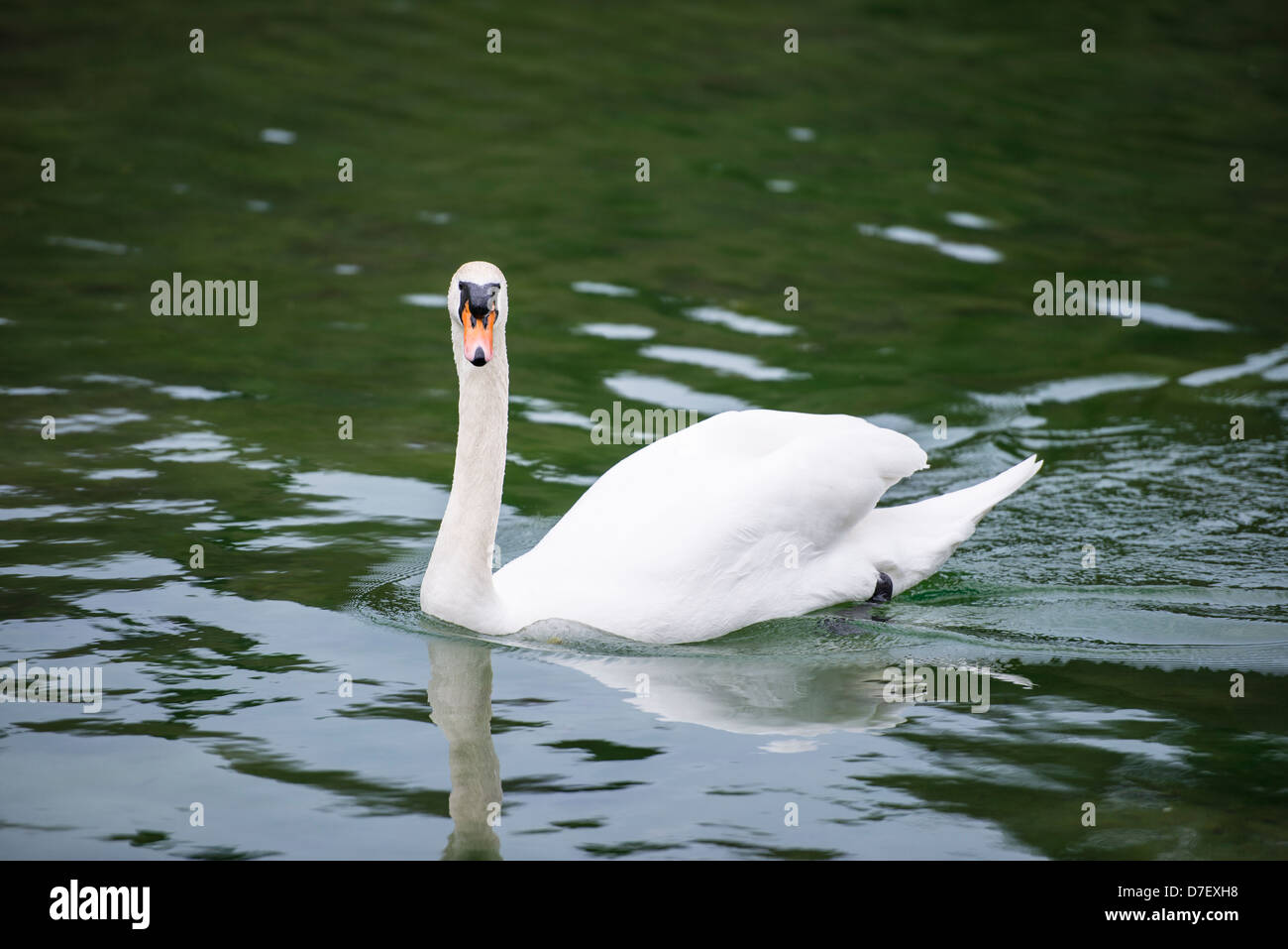 Single swan hi-res stock photography and images - Alamy