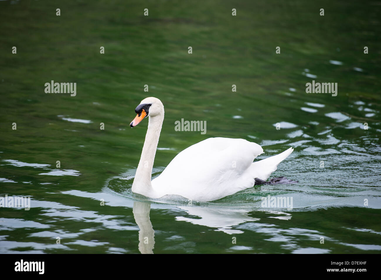 Single swan hi-res stock photography and images - Alamy