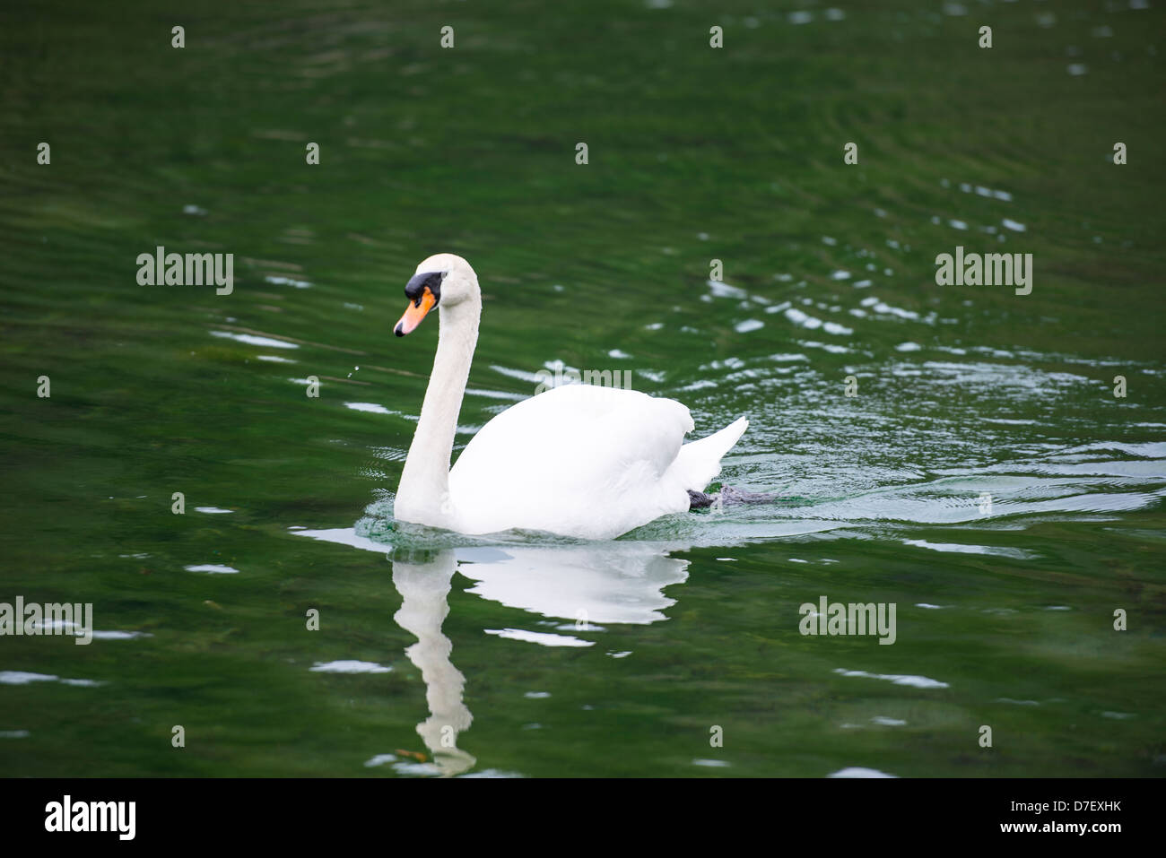 Single swan hi-res stock photography and images - Alamy