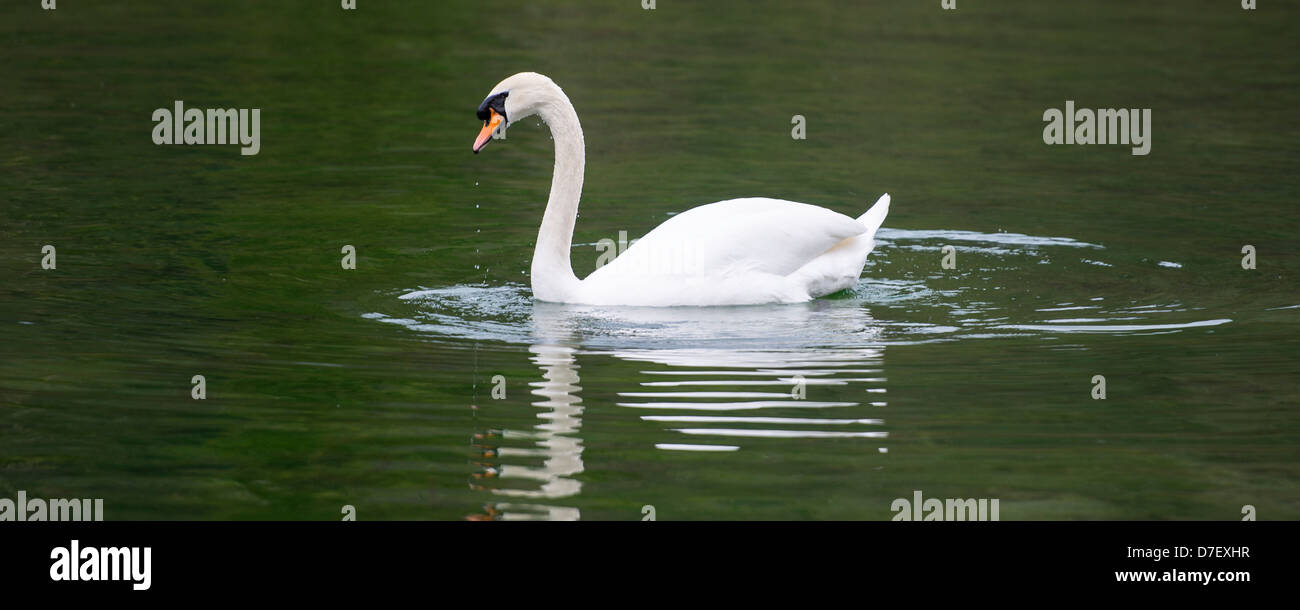 Single swan hi-res stock photography and images - Alamy