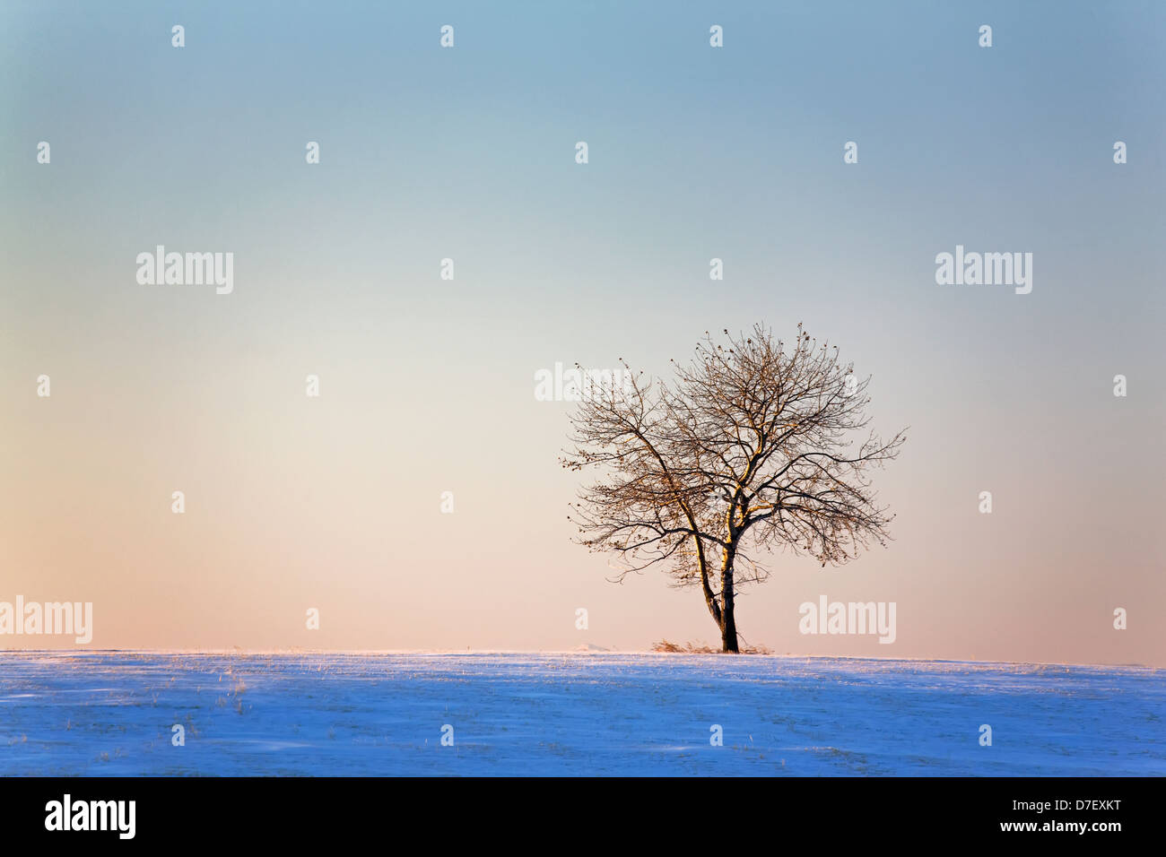 One isolated tree in a snow covered field lit with the warm light at ...