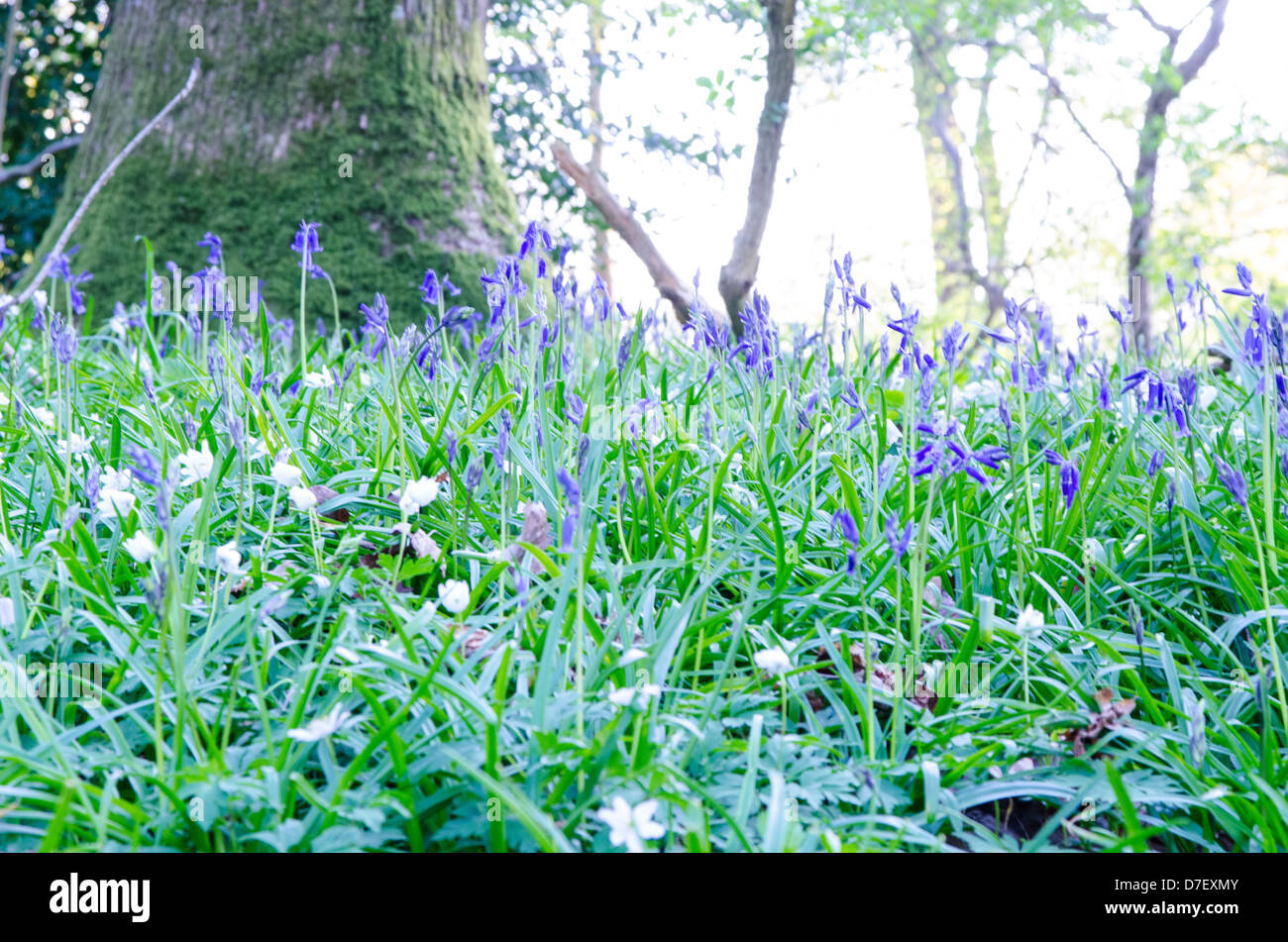 Bluebells in Flower Stock Photo - Alamy