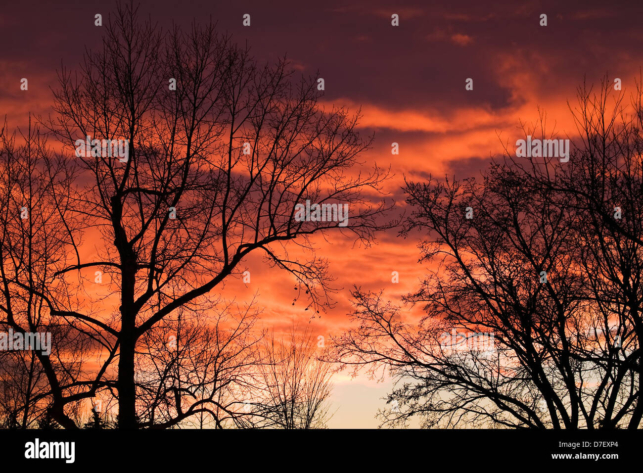 Fiery red dramatic sky with silhouetted tree branches at sunrise ...