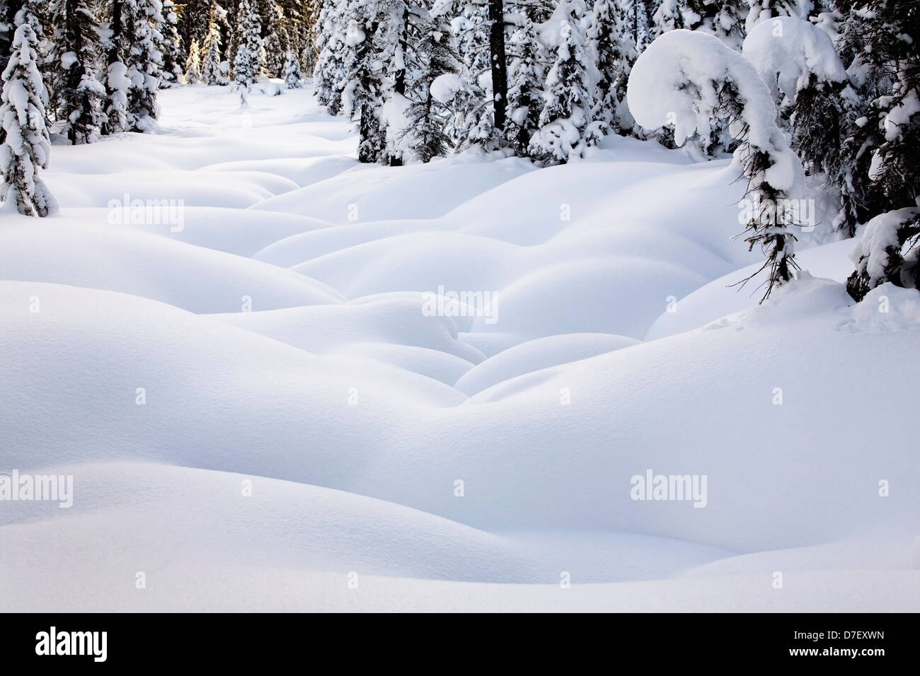 Snow covered rounded mounds surrounded by snow covered evergreen trees ...