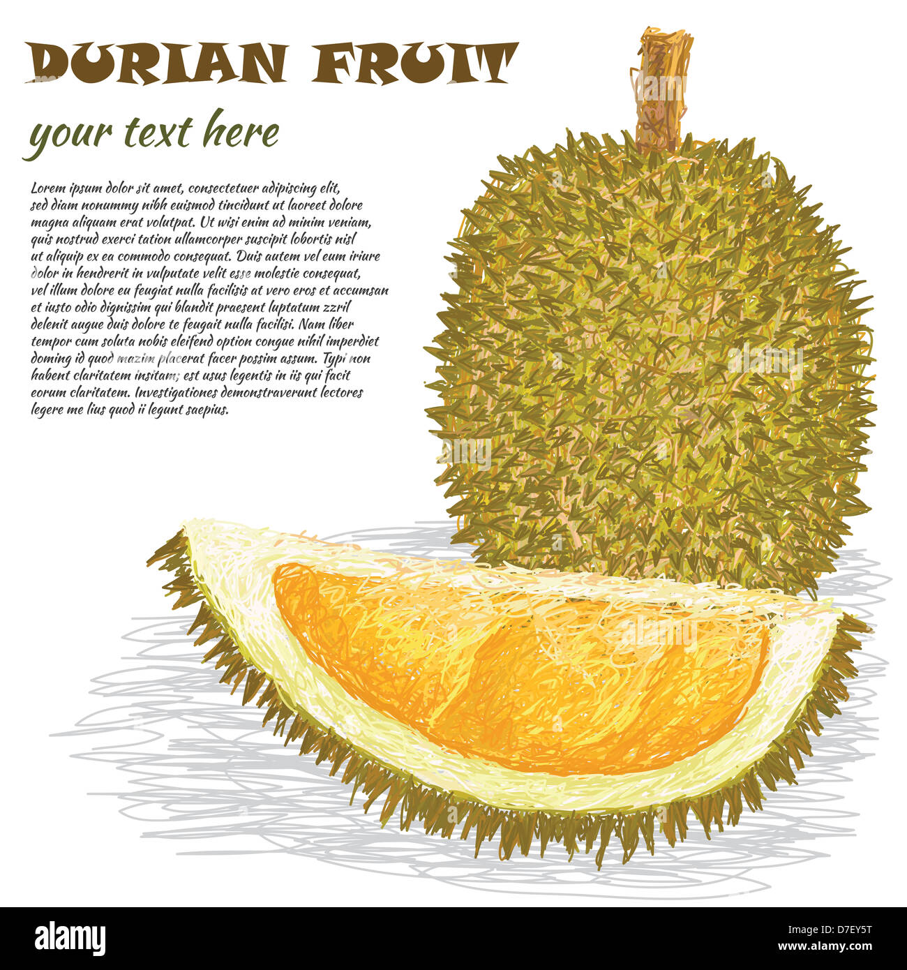 closeup illustration of ripe whole and half durian fruit Stock Photo ...
