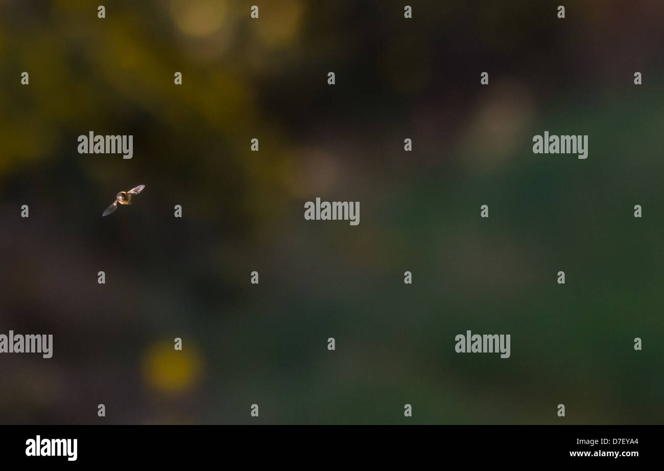 Flight of a bumble bee. A bee caught on camera in headlong flight on a ...