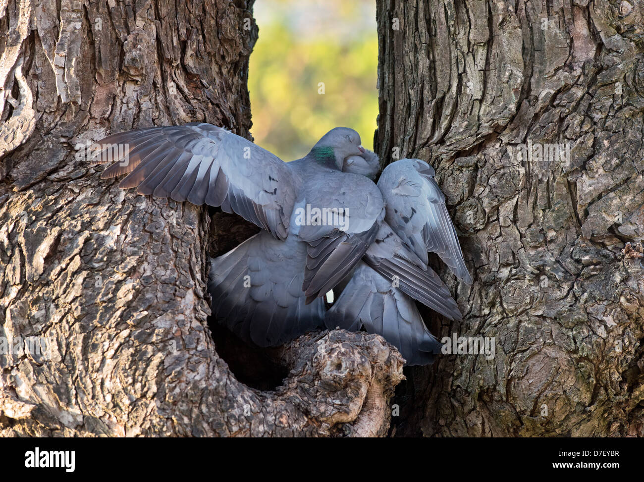 Bonding Displays High Resolution Stock Photography and Images - Alamy