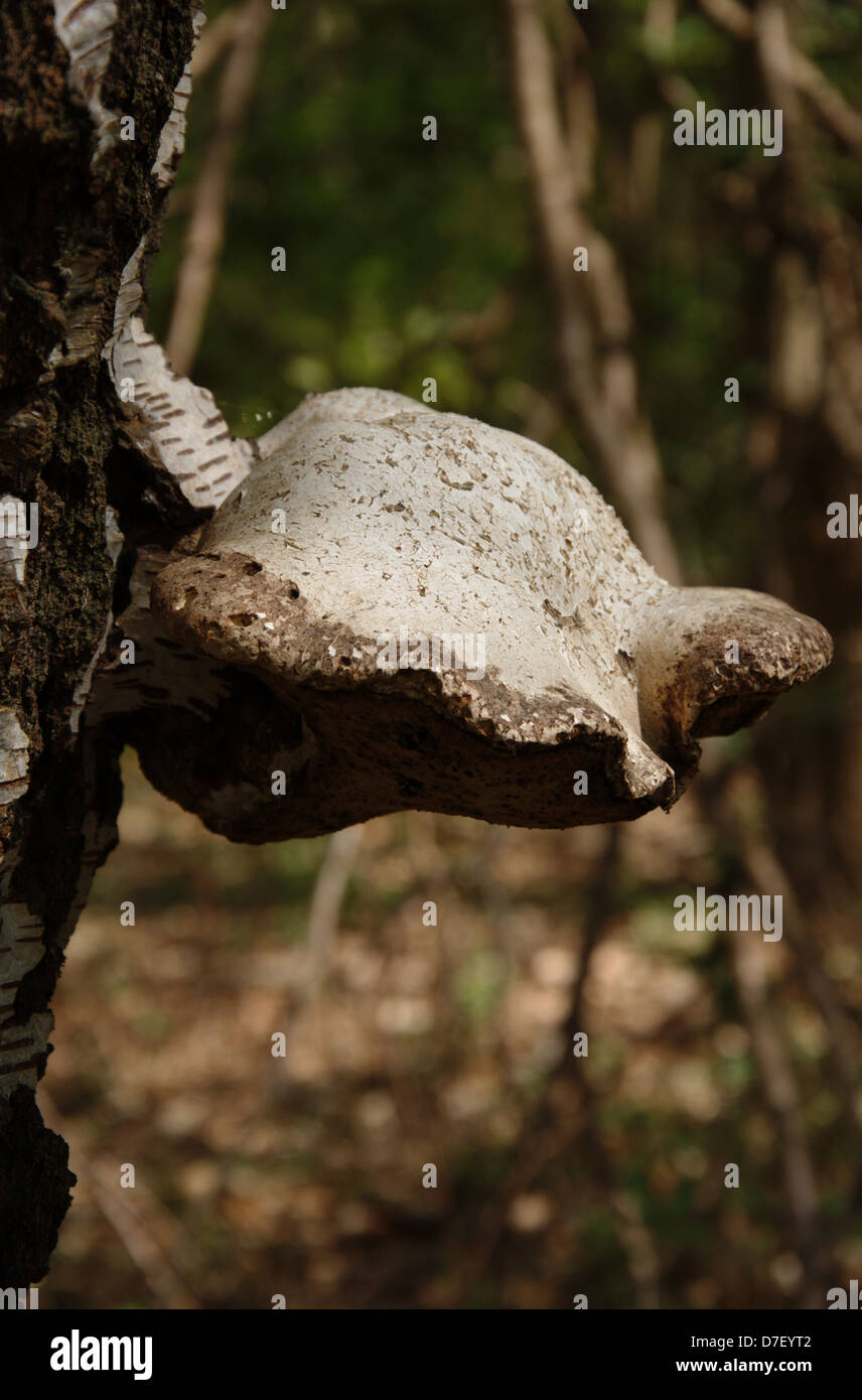 Roots fungi hi-res stock photography and images - Alamy