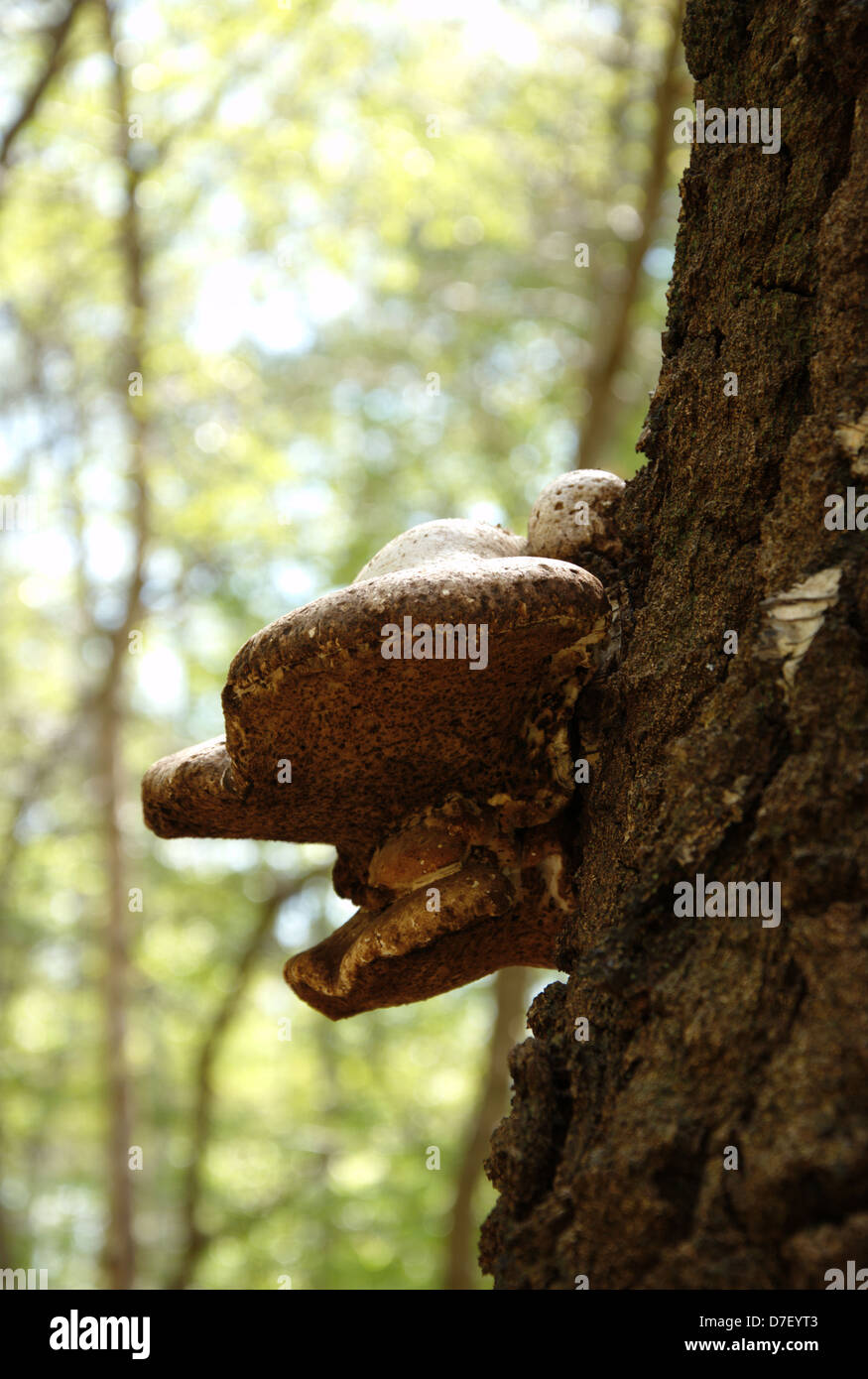 Toadstool spores hi-res stock photography and images - Alamy