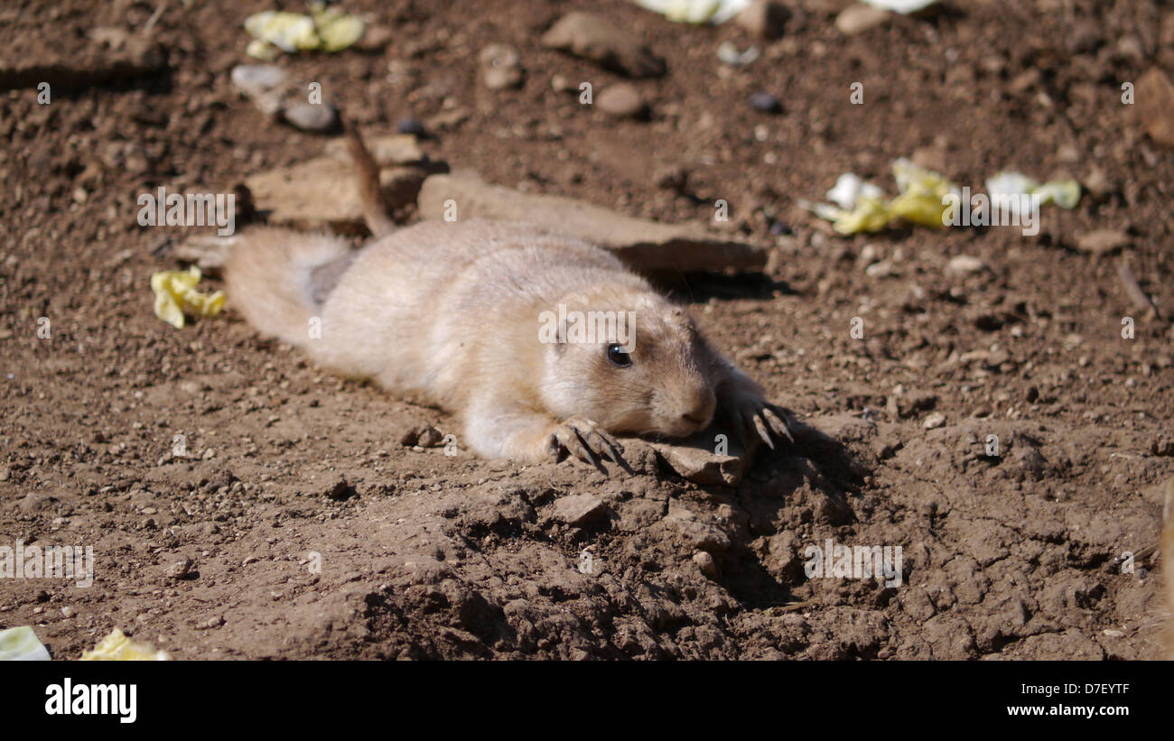 Cotswold wildlife park dog hi-res stock photography and images - Alamy