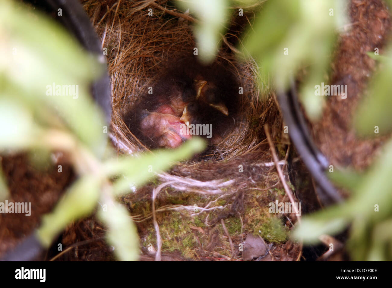 Baby Robins nesting in a plant box in Cheddar Valley Garden center ...