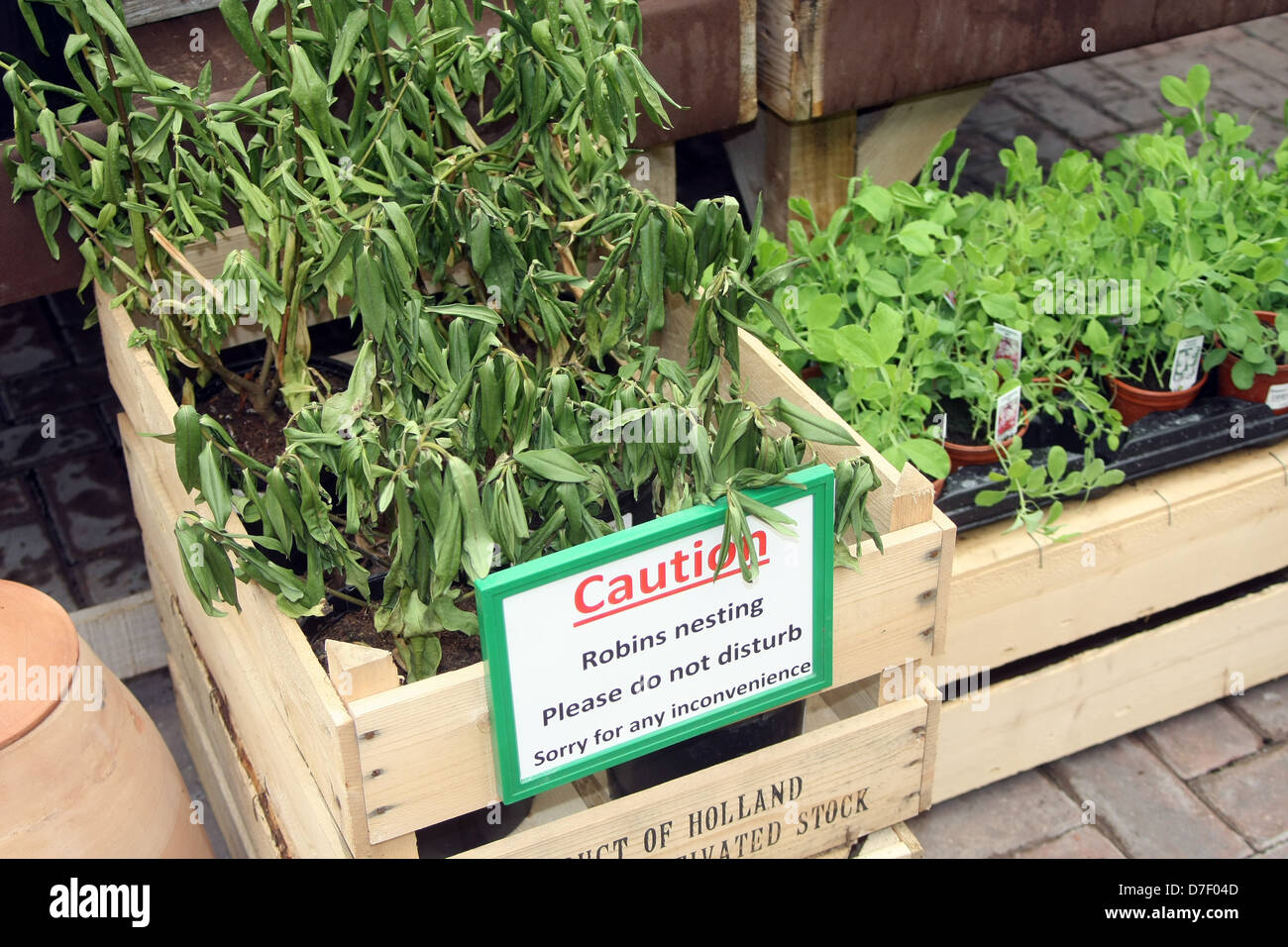 Caution - Robins nesting sign on a plant box in Cheddar Valley Garden ...