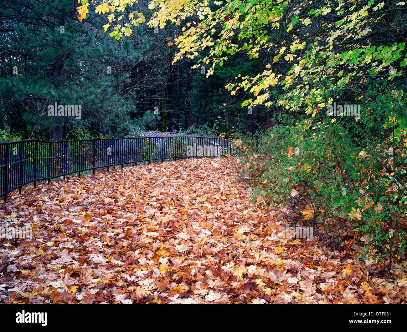 Curve leaves hi-res stock photography and images - Alamy