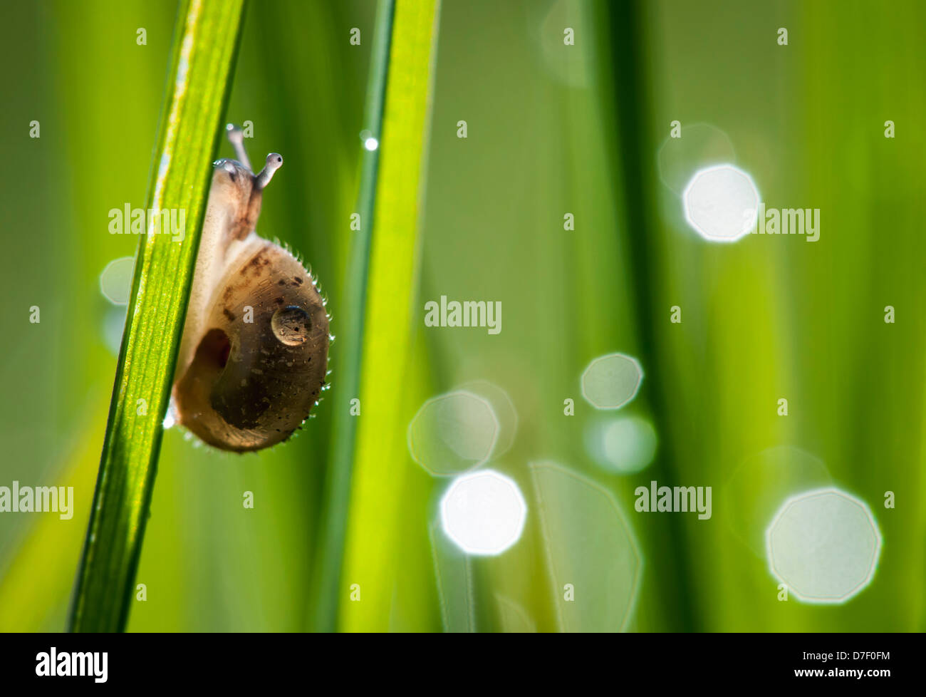 Snails in grass snail garden hi-res stock photography and images - Alamy
