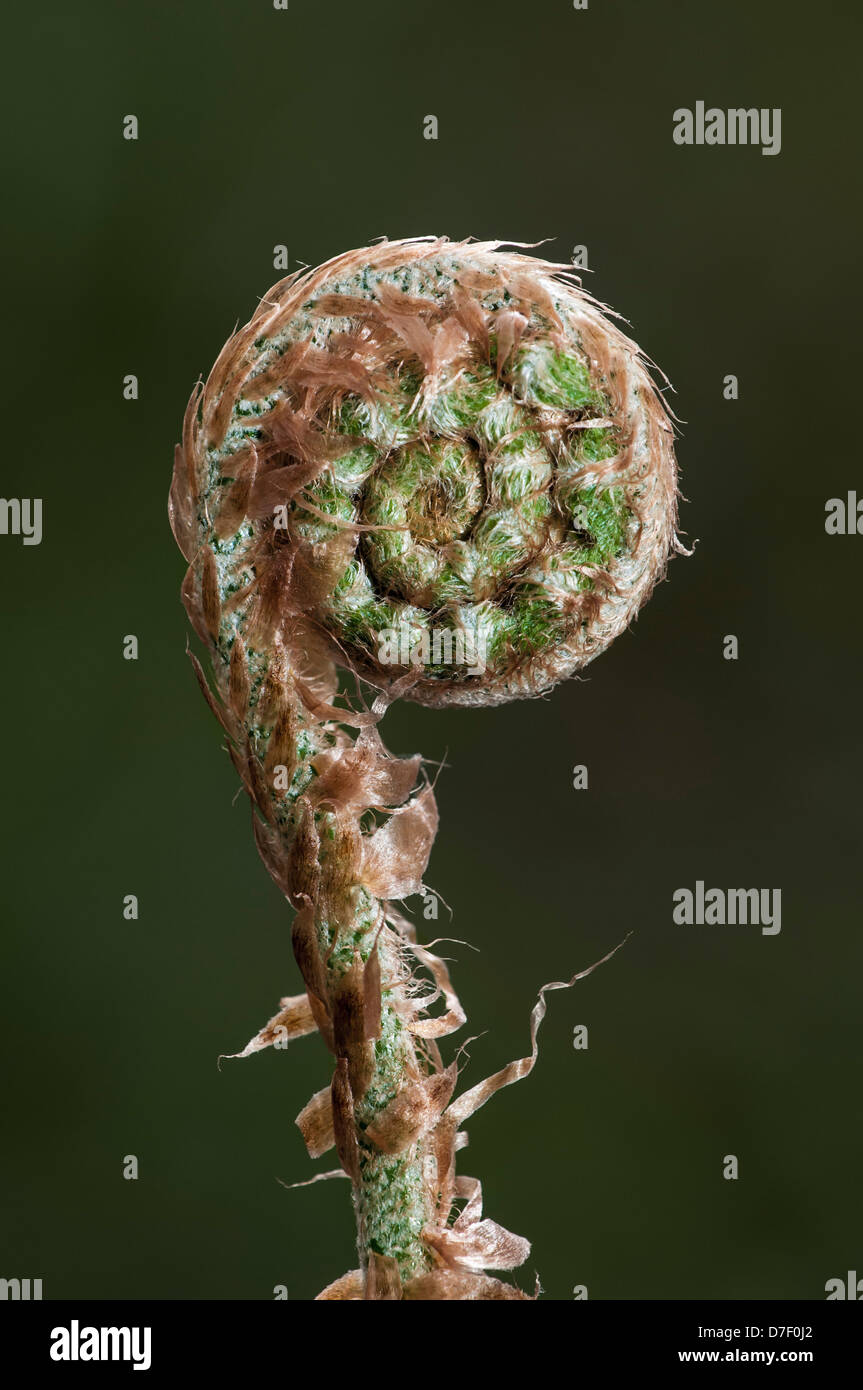 Common Male Fern Stock Photos & Common Male Fern Stock Images - Alamy