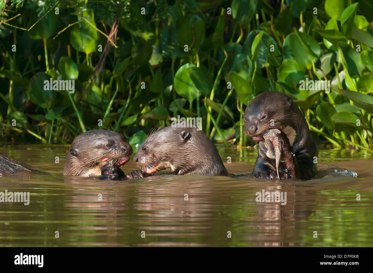Giant river otters (pteronura brasiliensis) eat fish along the cuiba ...
