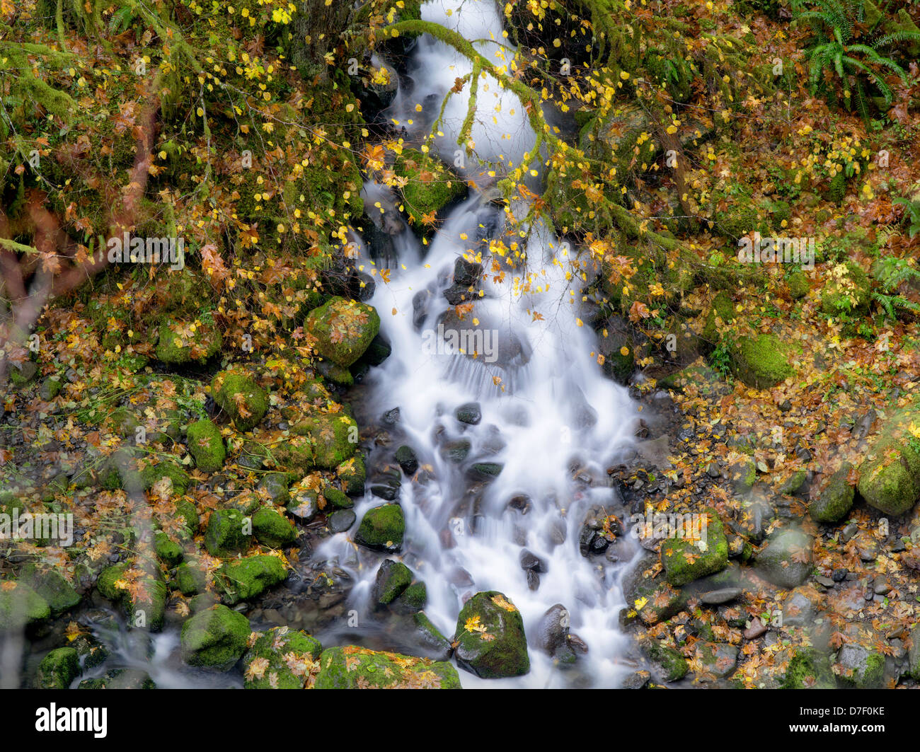 Small seasonal stream flowing into Eagle Creek. Columbia River Gorge ...
