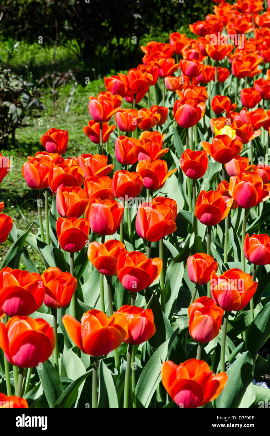 group of a red tulips with a green background Stock Photo - Alamy