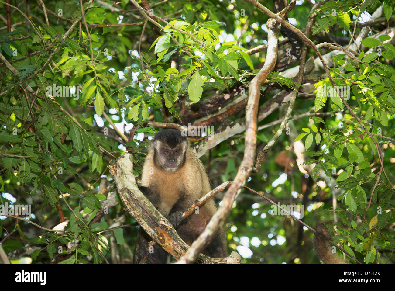 Capuchin monkey sits in a tree;Pantanal brazil Stock Photo - Alamy