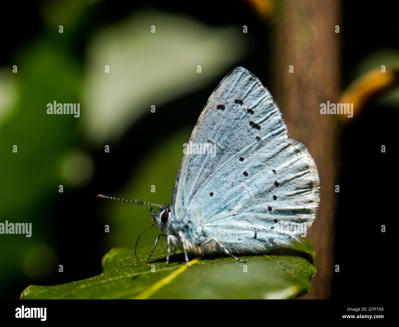 Blue butterfly and leaf hi-res stock photography and images - Alamy