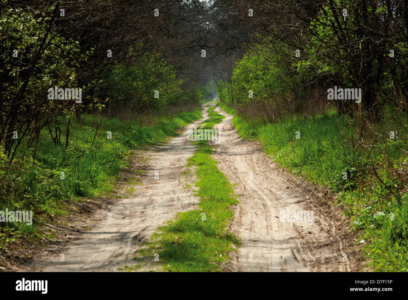 sandy road in forest, rural spring landscape Stock Photo - Alamy