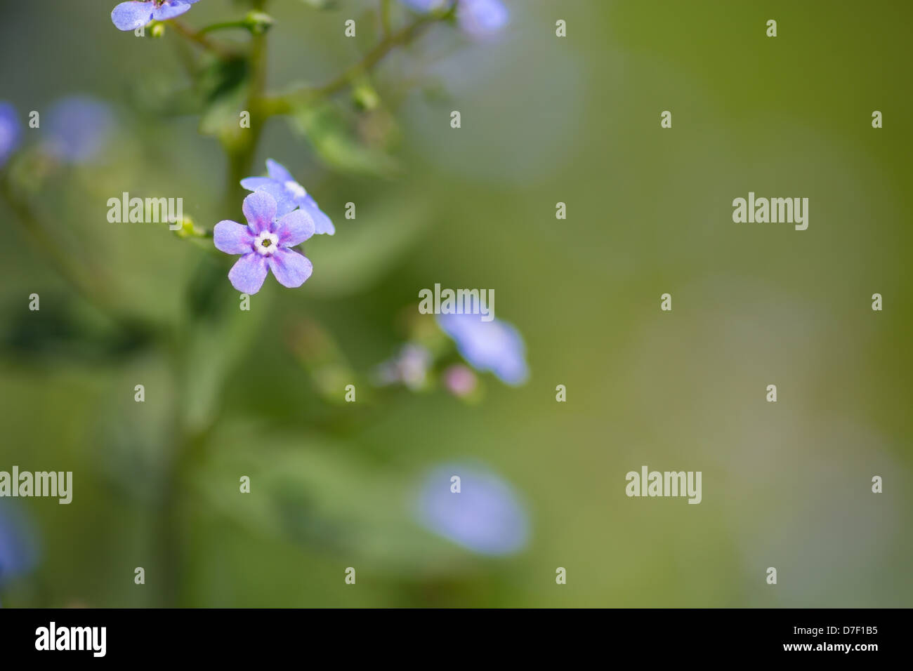 Closeup of blue flowers forget-me-not (Myosotis sylvatica Stock Photo ...