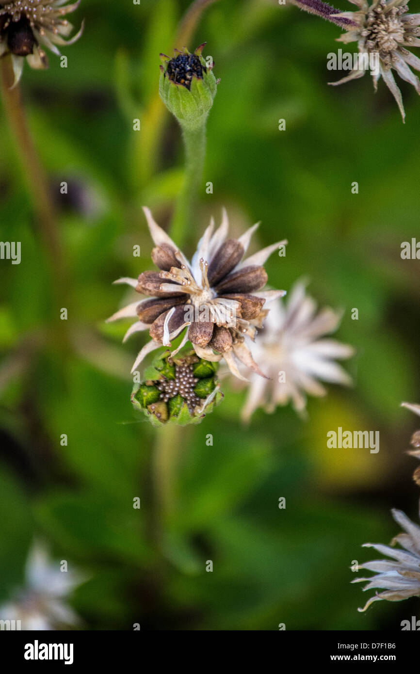 Carpel hi-res stock photography and images - Alamy