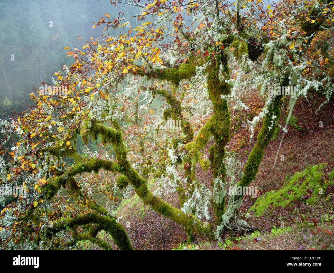 Oak trees of oregon hi-res stock photography and images - Alamy